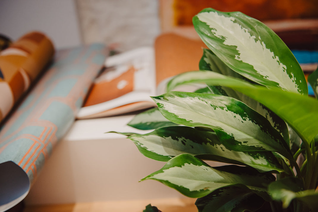 online bloemen- en plantenwinkel in Mechelen | DE STEK – De Stek